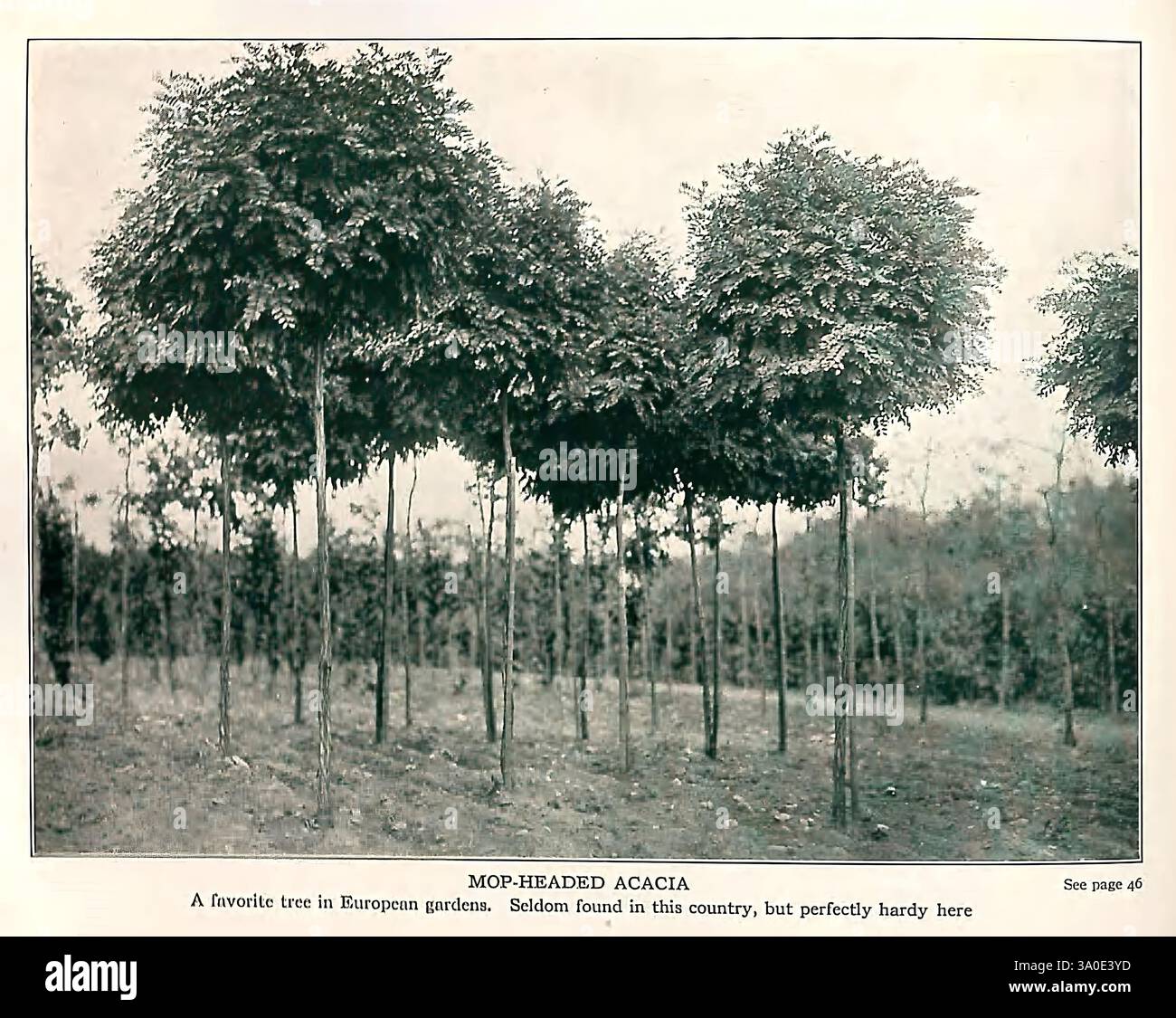 Bushy canopies hi-res stock photography and images - Alamy