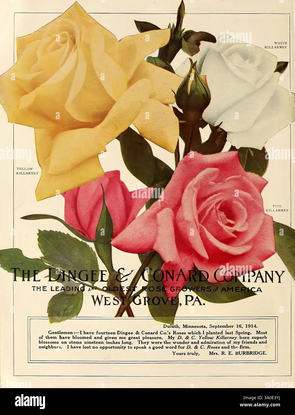 Renowned grower of roses hi-res stock photography and images - Alamy