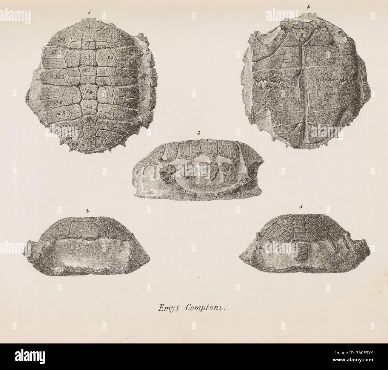 Broader classification of chelonians hi-res stock photography and ...