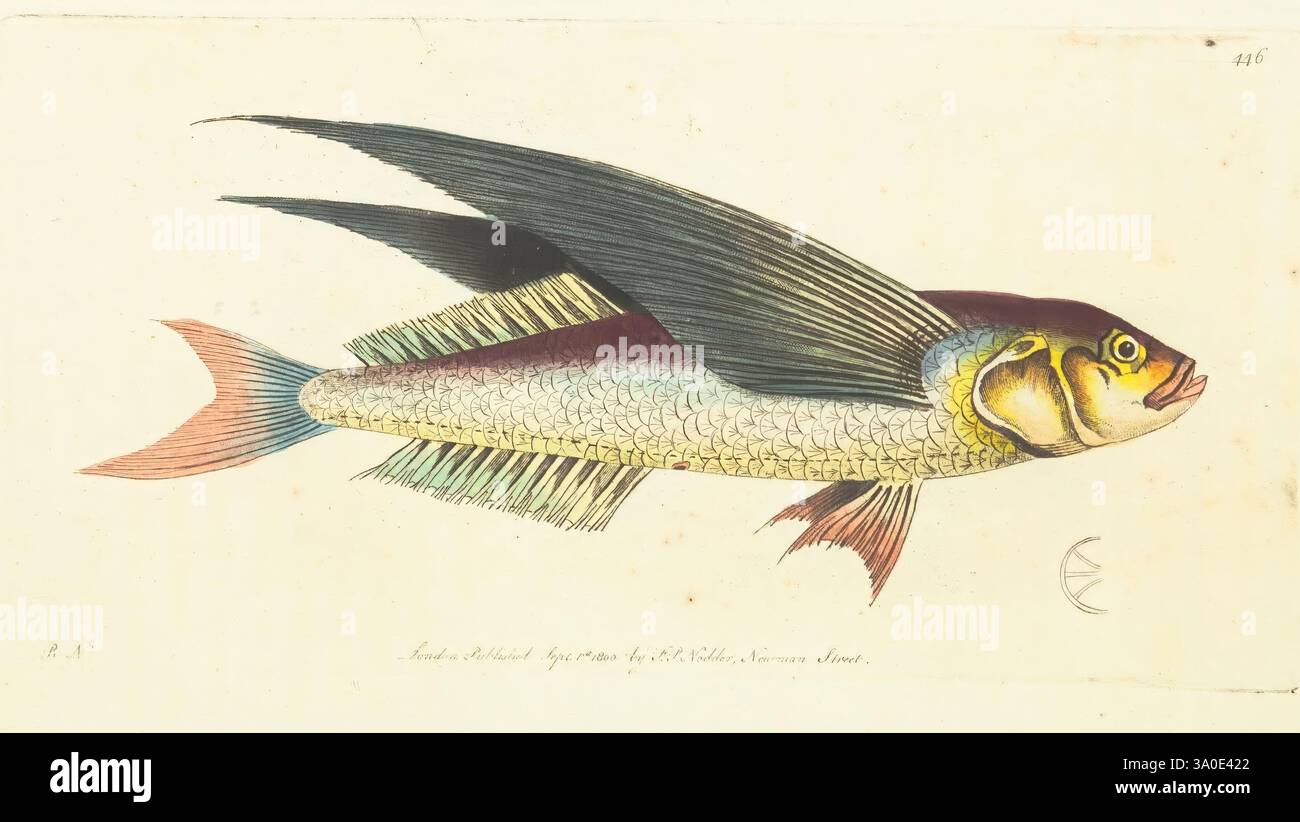 The naturalist's miscellany, or Coloured figures of natural objects ...