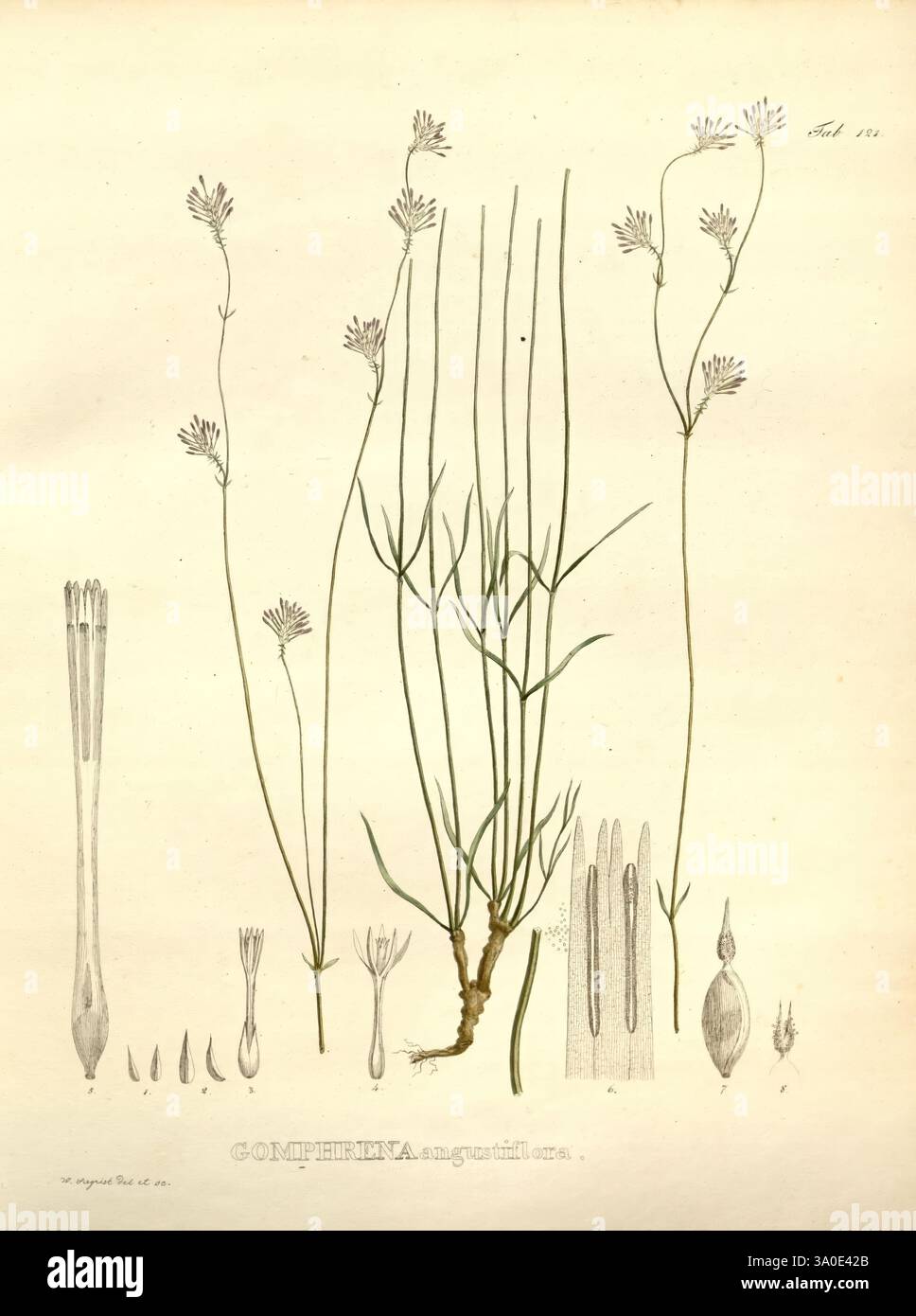 Emphasizing educational aspects of plant identification hi-res stock ...