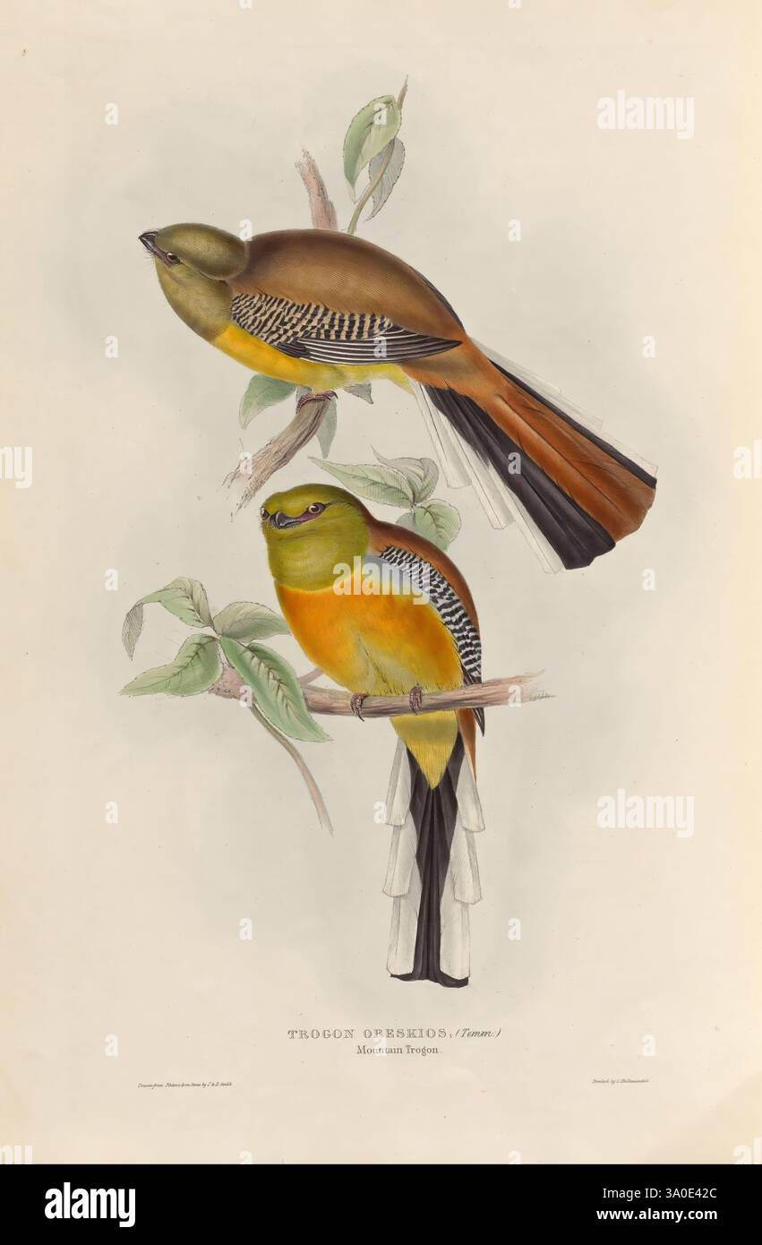 A monograph of the Trogonidae or family of trogons London The Author ...