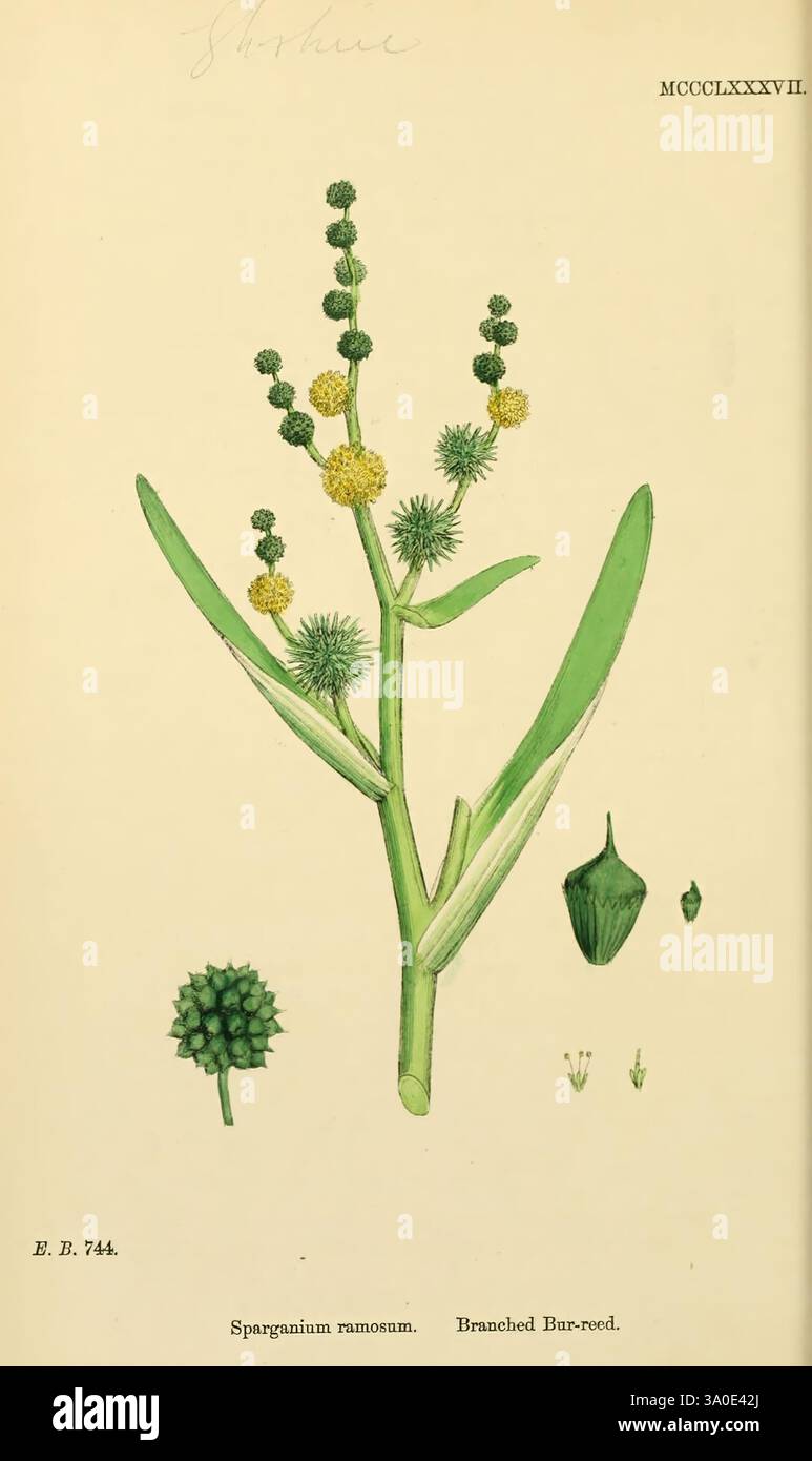 English Botany Coloured Figures British Plants London R. Hardwicke 1863 ...