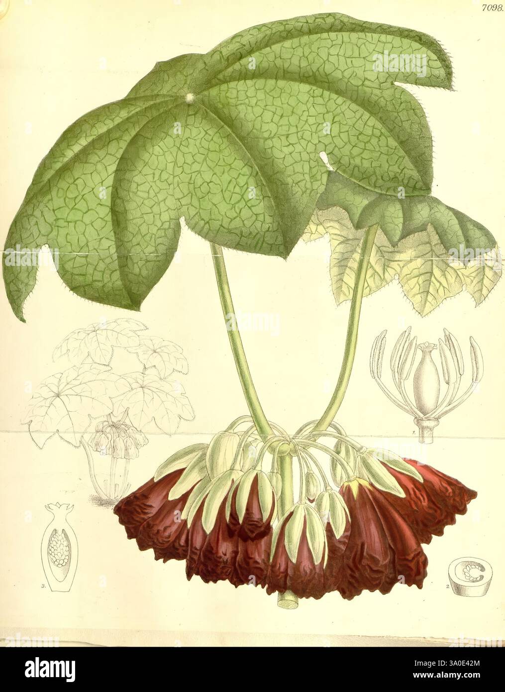 Delicate layers of bracts hi-res stock photography and images - Alamy