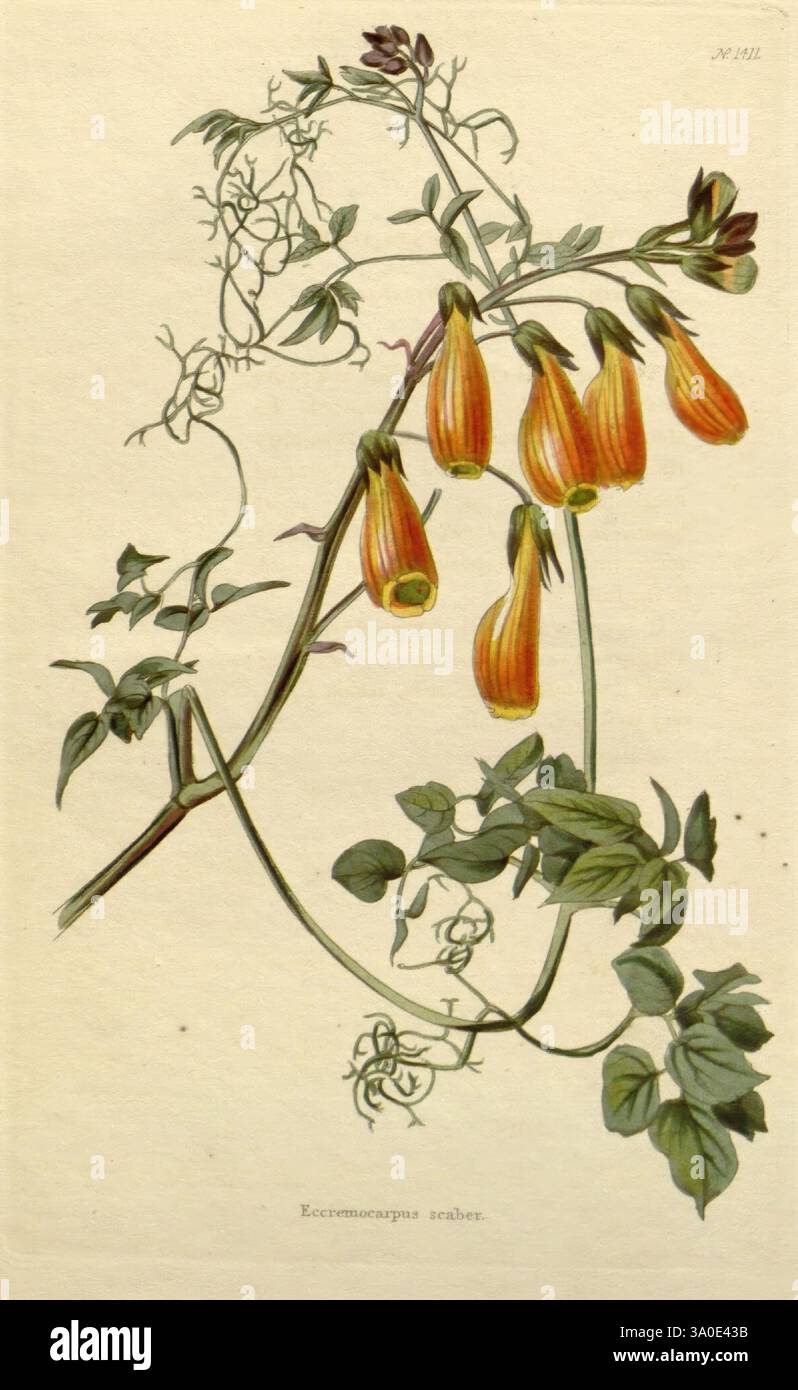 Eccremocarpus scaber plant hi-res stock photography and images - Alamy