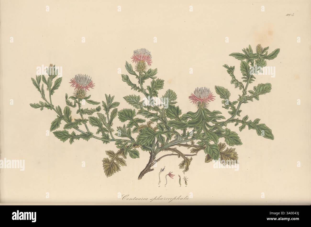 Flora Graeca, sive, Plantarum rariorum historia, quas in provinciis aut ...