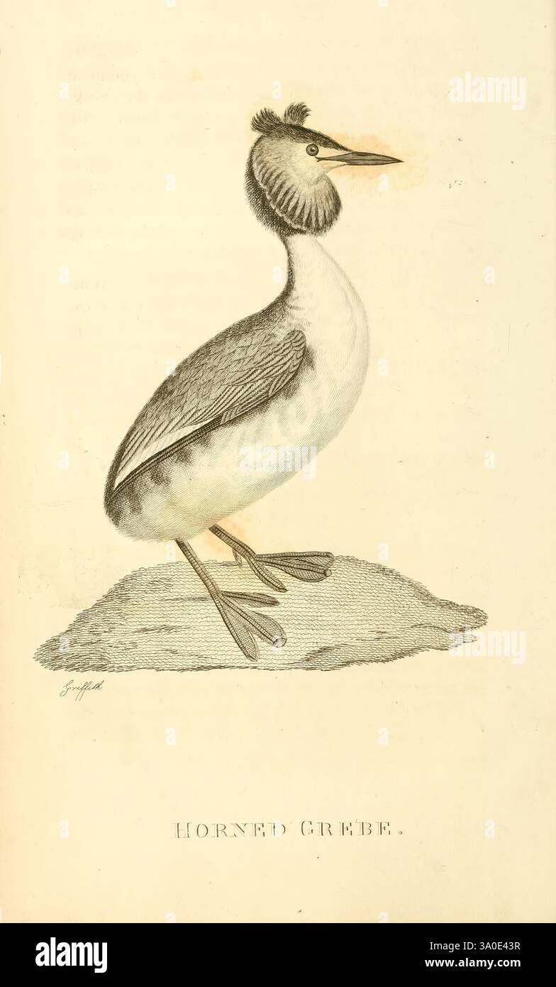 Horned grebe stands upright hi-res stock photography and images - Alamy
