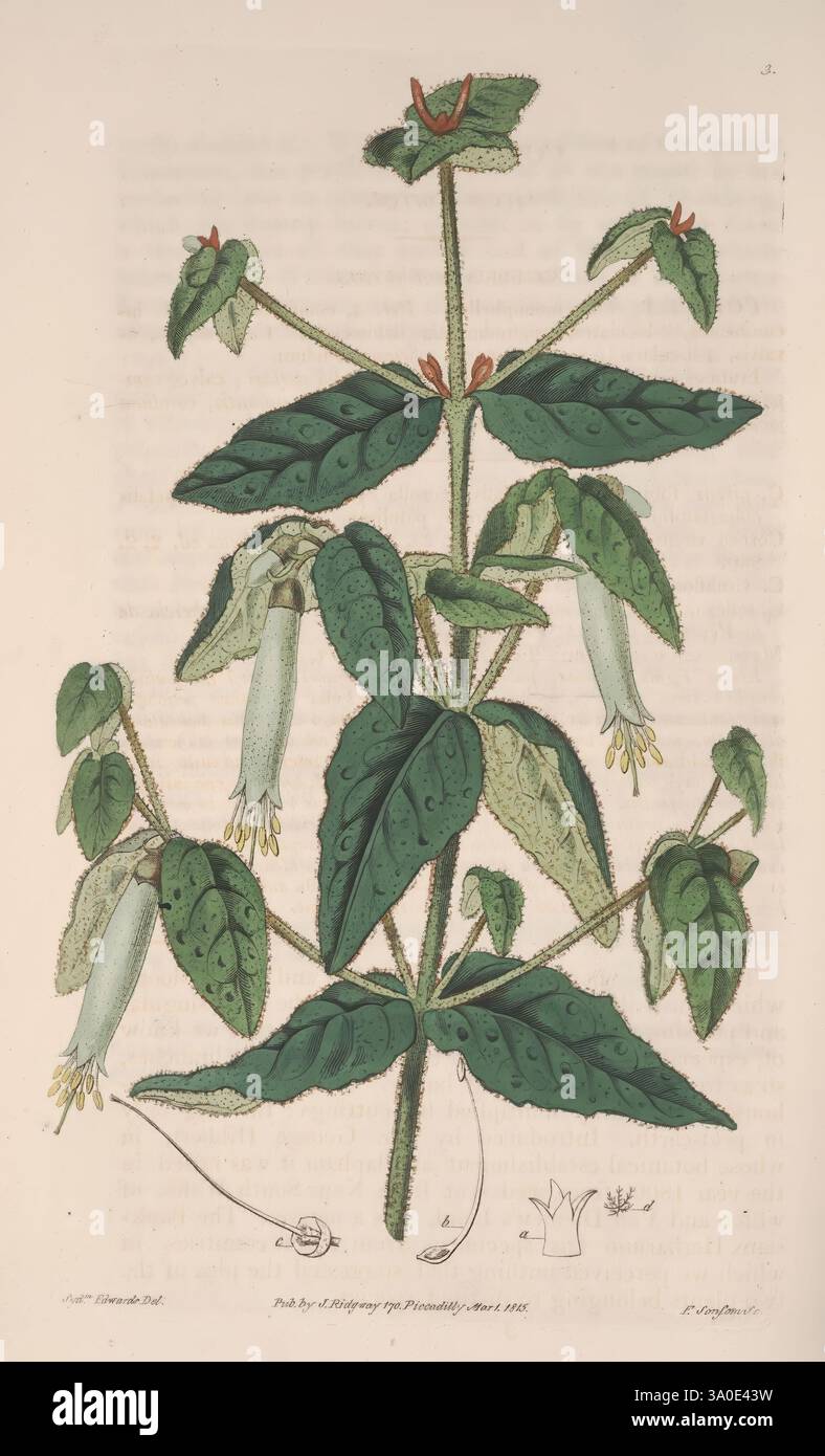 The Botanical Register London Printed for James Ridgway 1815-1828 1815 ...