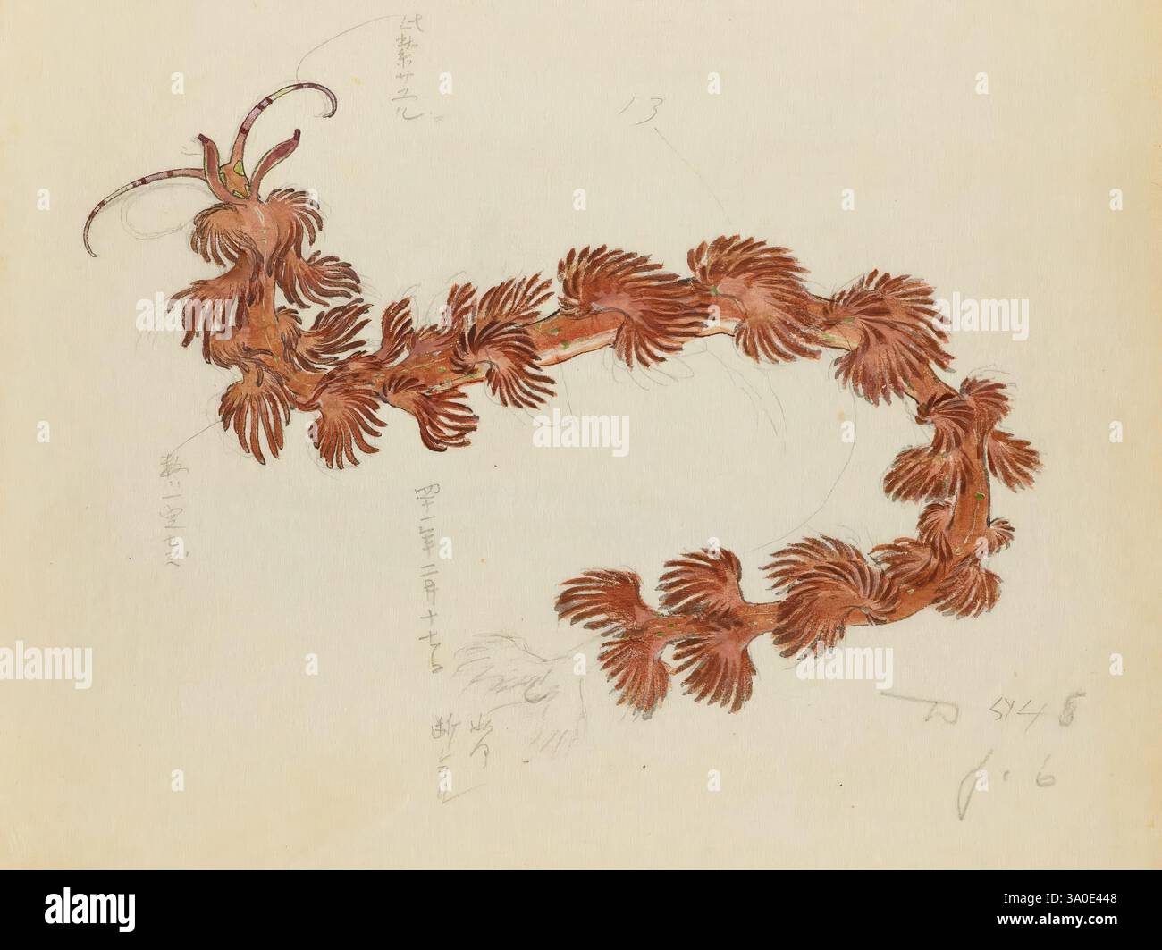 Notes, and, description, of, specimens, collected, on, the, Philippine ...