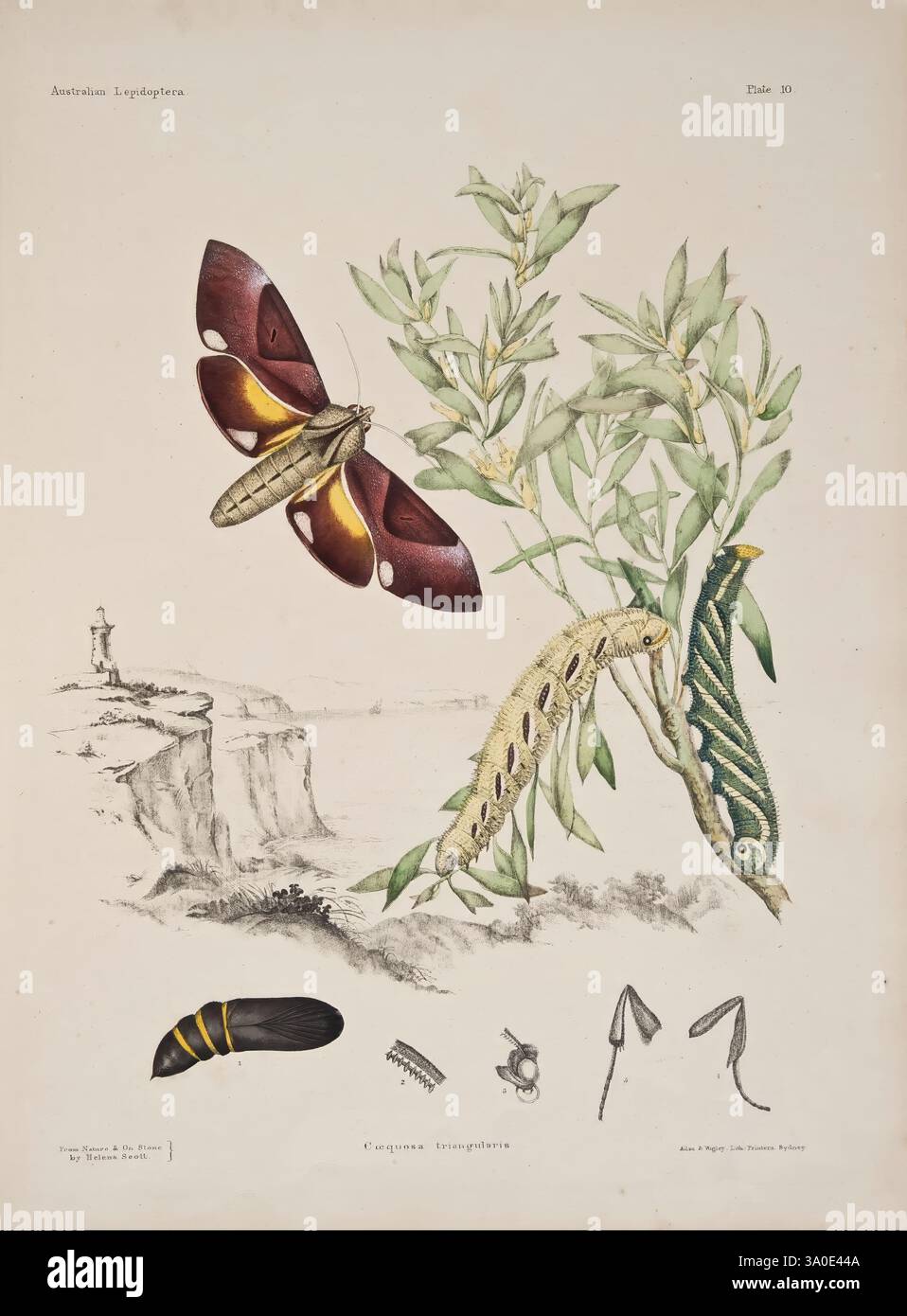 Australian lepidoptera and their transformations drawn from the life v ...