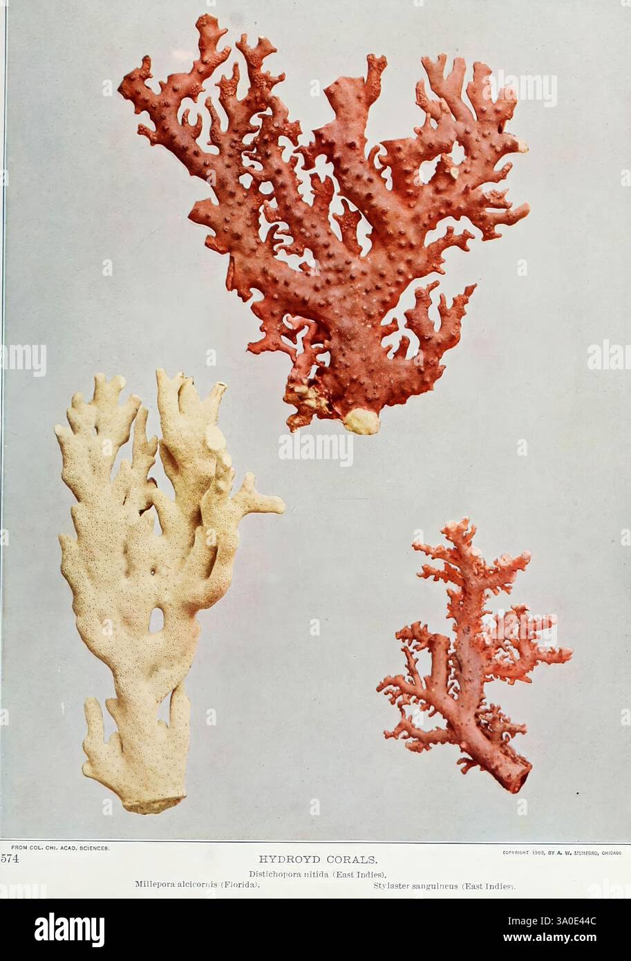 Nature neighbors v 5 Chicago American Audubon Association [c1914] coral ...