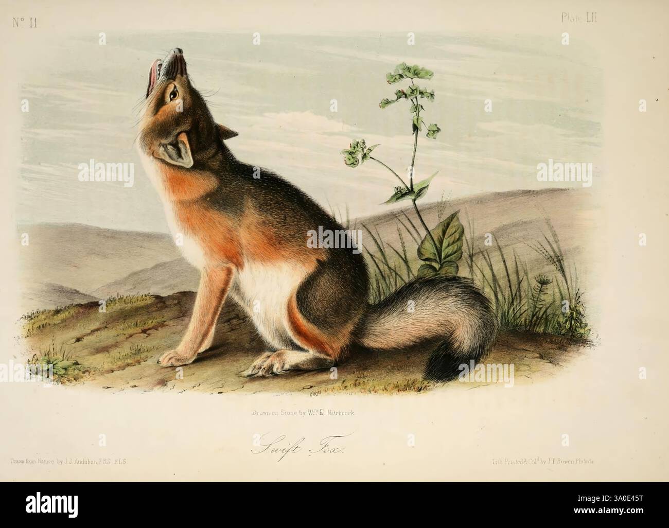 The quadrupeds of North America, New York, V.G. Audubon, 1851-54, fox ...