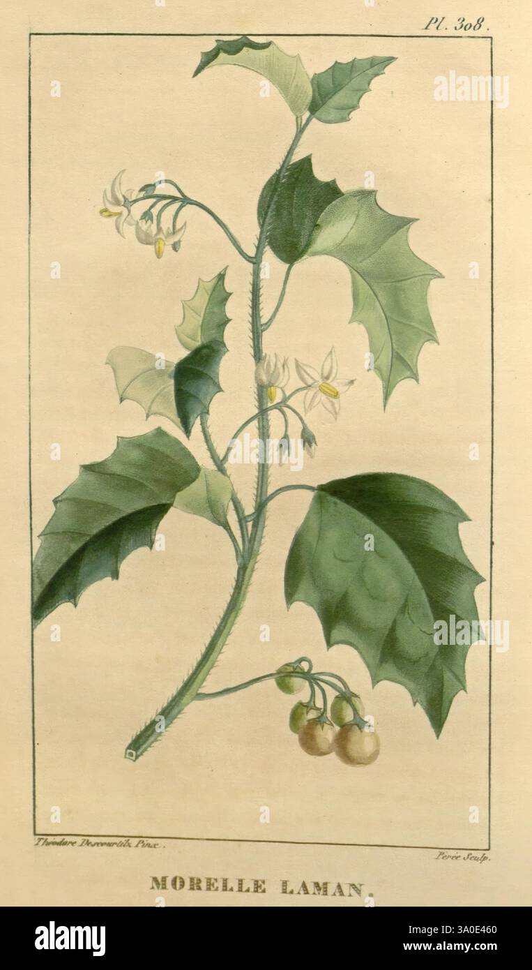 Flore médicale des Antilles, ou, Traité des plantes usuelles, Paris ...