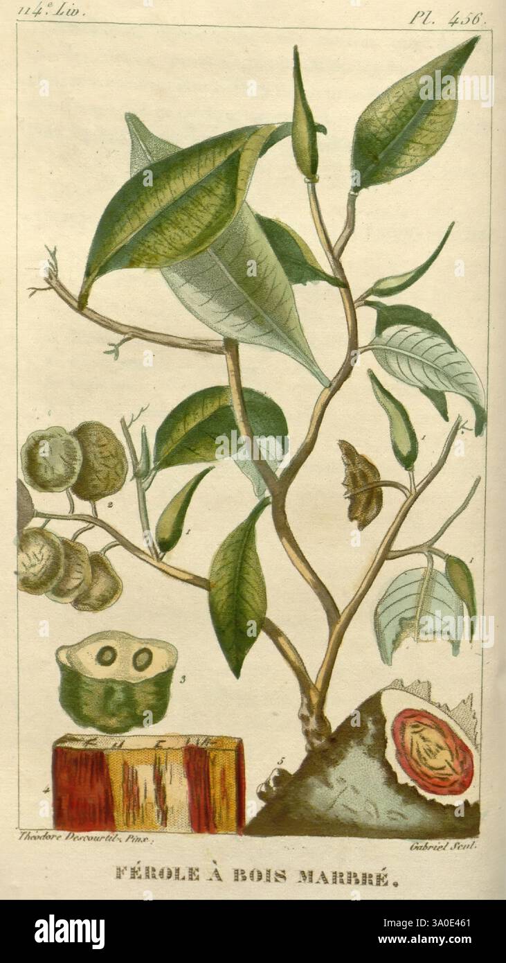 Flore médicale des Antilles, Traité des plantes usuelles, Paris ...