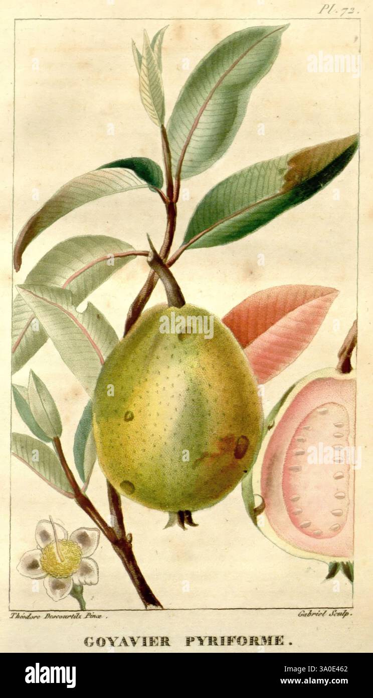 Distinctive pear shaped fruit hi-res stock photography and images - Alamy