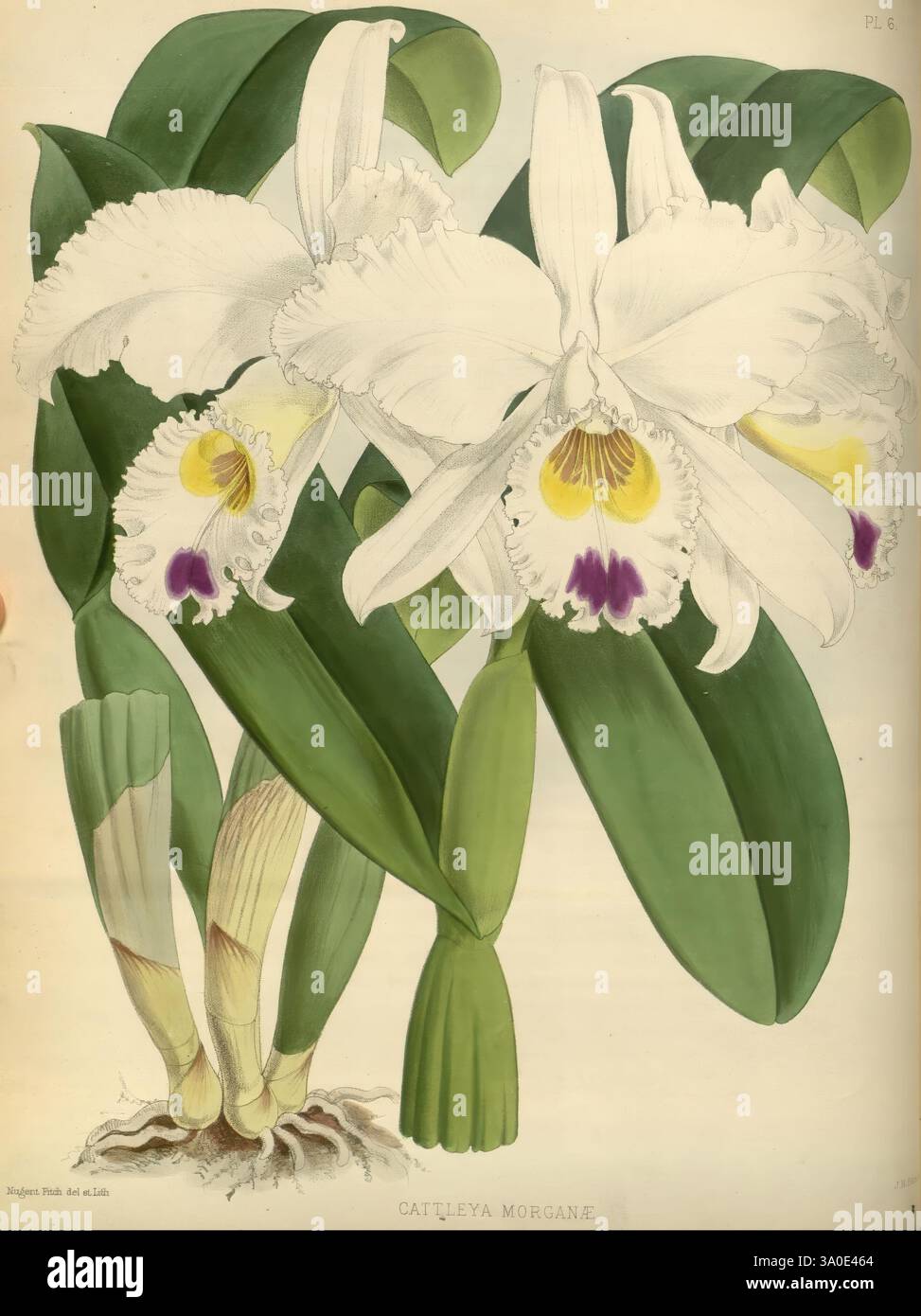 Beauty of cattleya morgana hi-res stock photography and images - Alamy