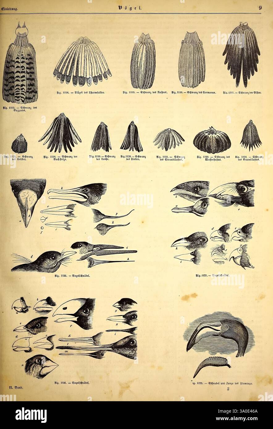 Sketches of different types of cuttlefish hi-res stock photography and ...