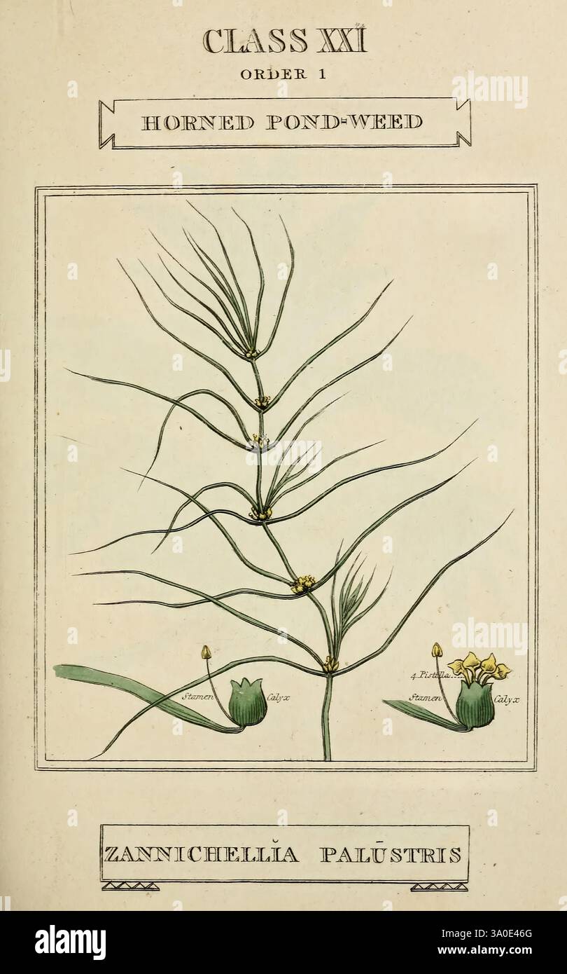 Horned pond weed hi-res stock photography and images - Alamy