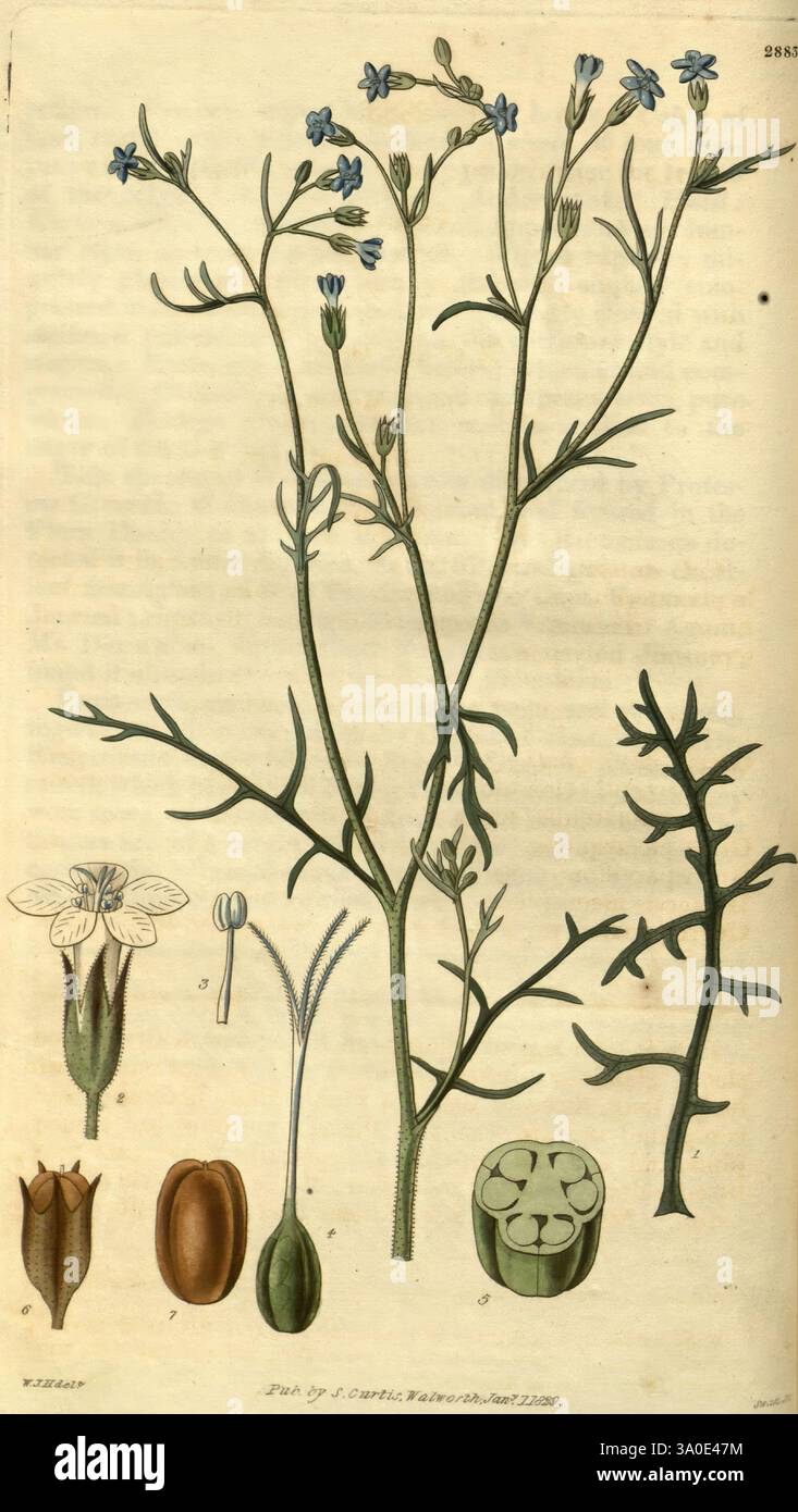 Resemble delicate plant structures hi-res stock photography and images ...