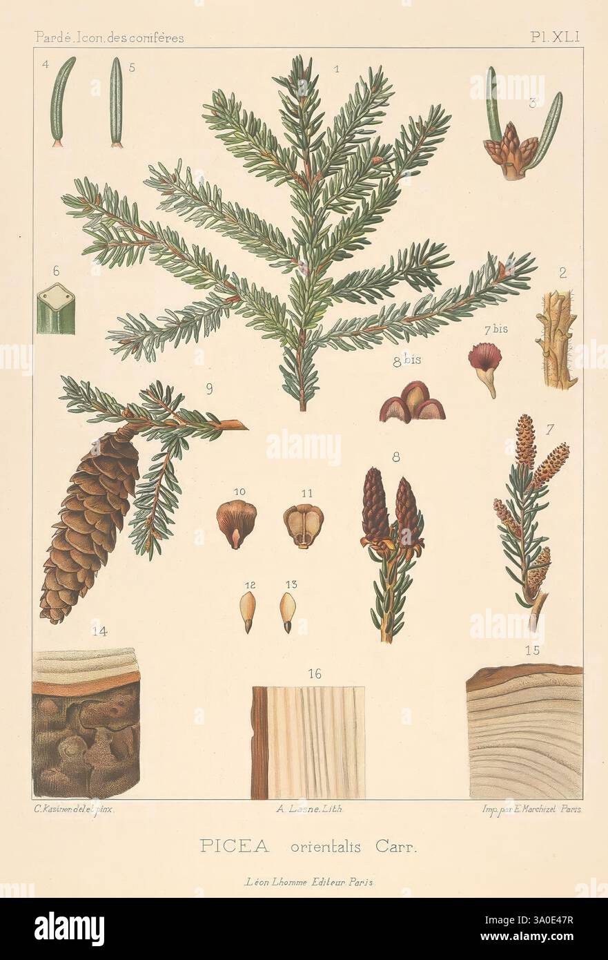 Central section displays different stages of cones hi-res stock ...