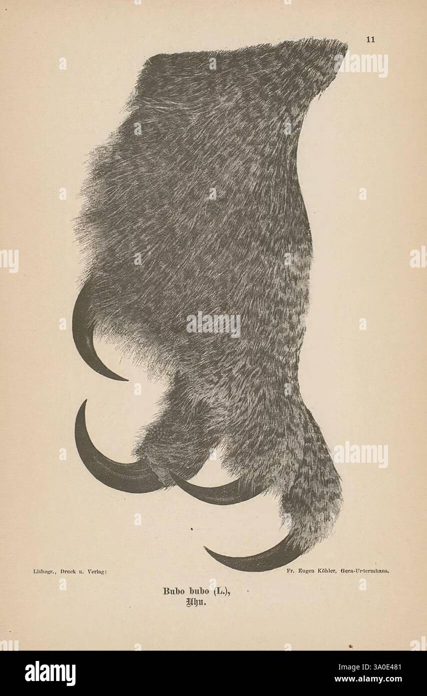 Musee cantonal de zoologie hi-res stock photography and images - Alamy