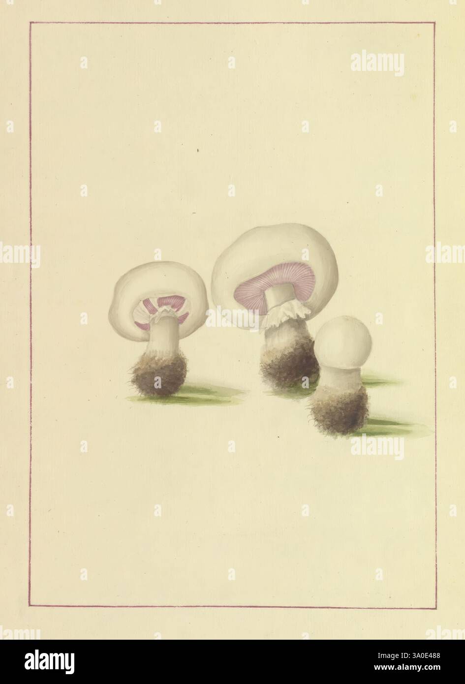 Round mushroom exhibits hi-res stock photography and images - Alamy