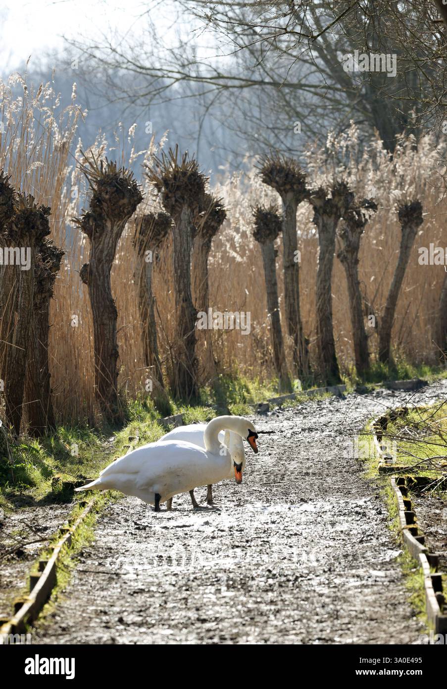 March 2025 - A pair of swans on the path at RSPB Ham Wall, Somerset ...