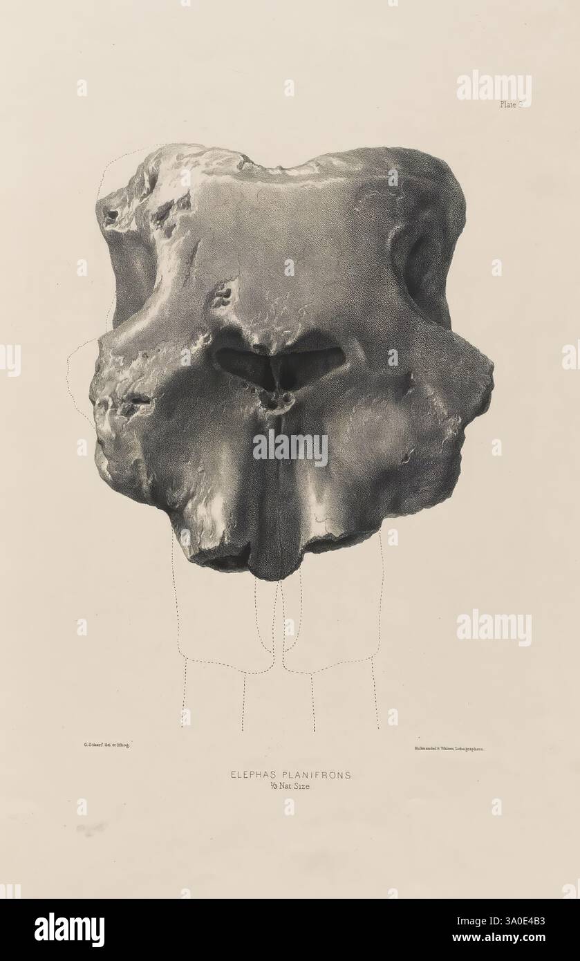 Fauna Antiqua Sivalensis, Being the fossil zoology of the Sewalik Hills ...