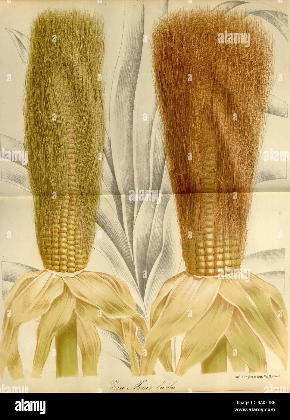 Importance of corn in agriculture hi-res stock photography and images ...
