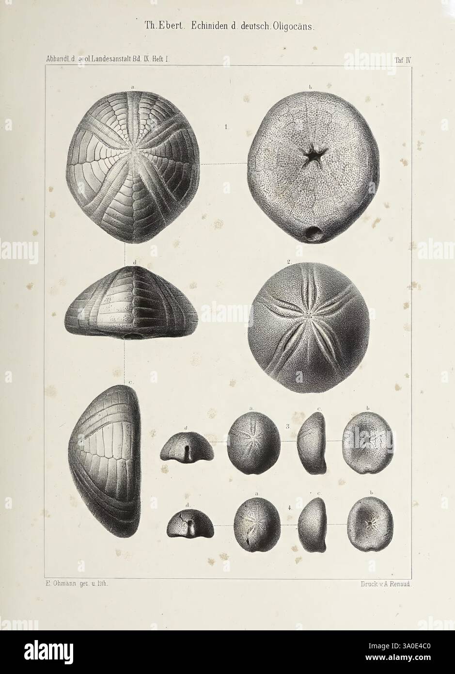 Series of detailed depictions of various sea urchin species hi-res ...