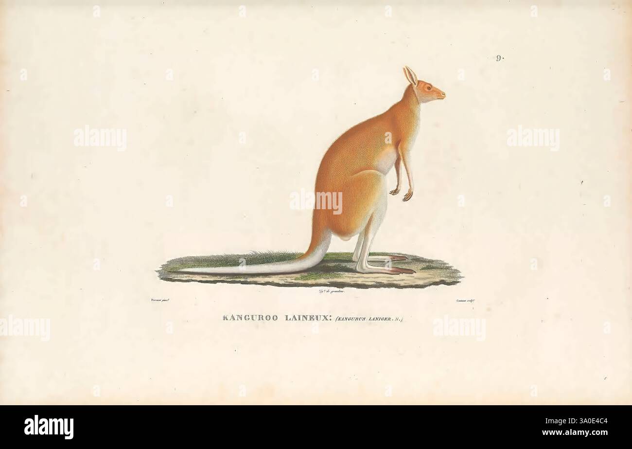 Kangaroos body displays hi-res stock photography and images - Alamy