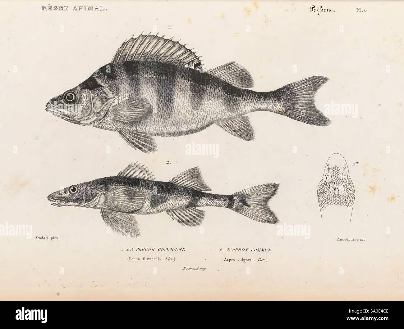 Robust dorsal fin hi-res stock photography and images - Alamy