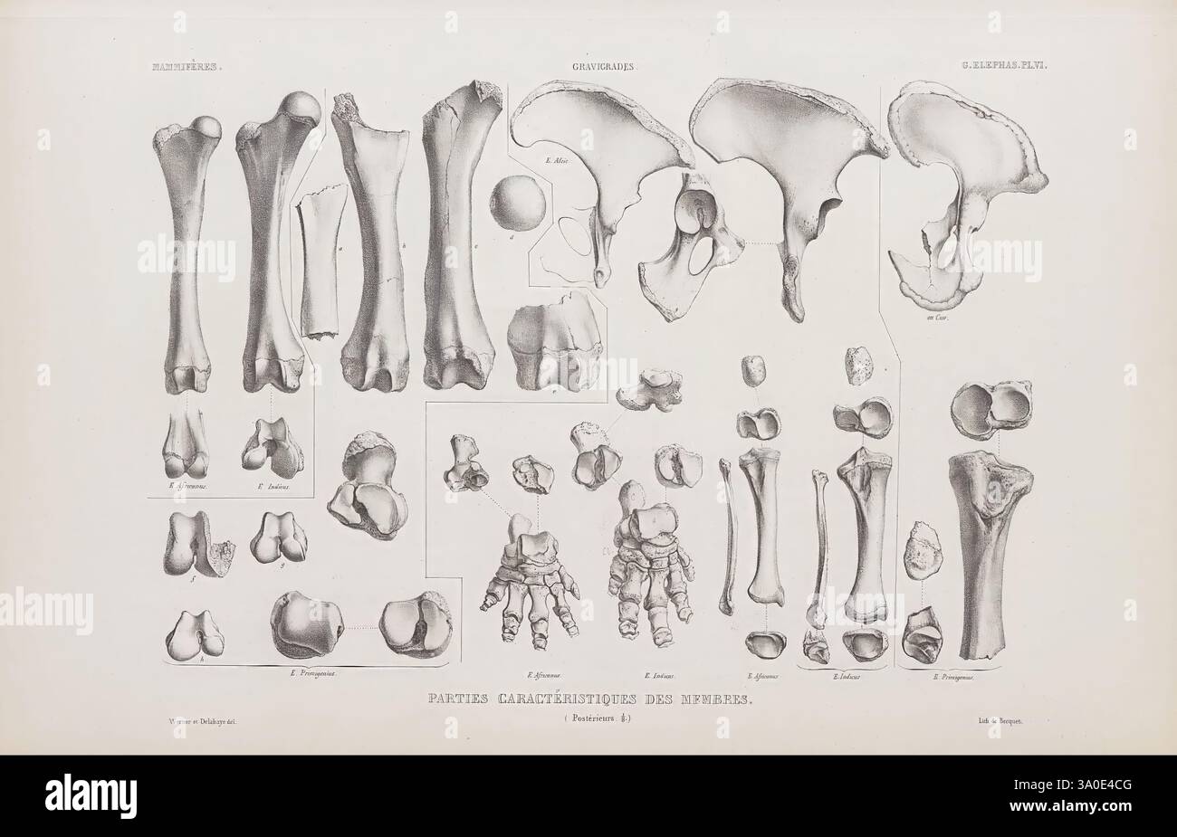 Labeled diagrams of human bones hi-res stock photography and images - Alamy