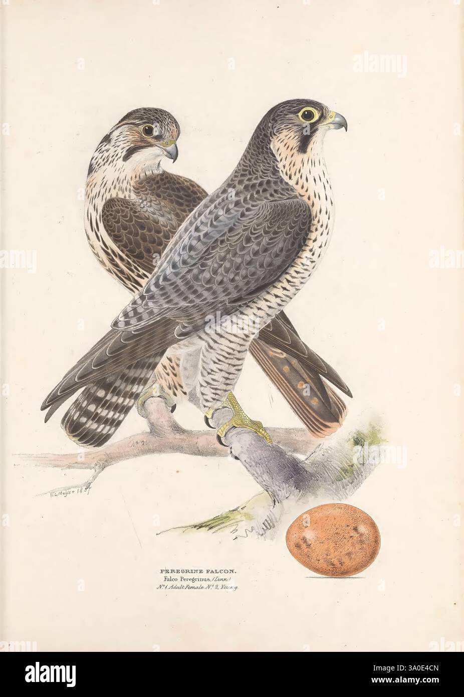 Illustrations of British Birds London, 1837-1844 Birds, Eggs, Great ...