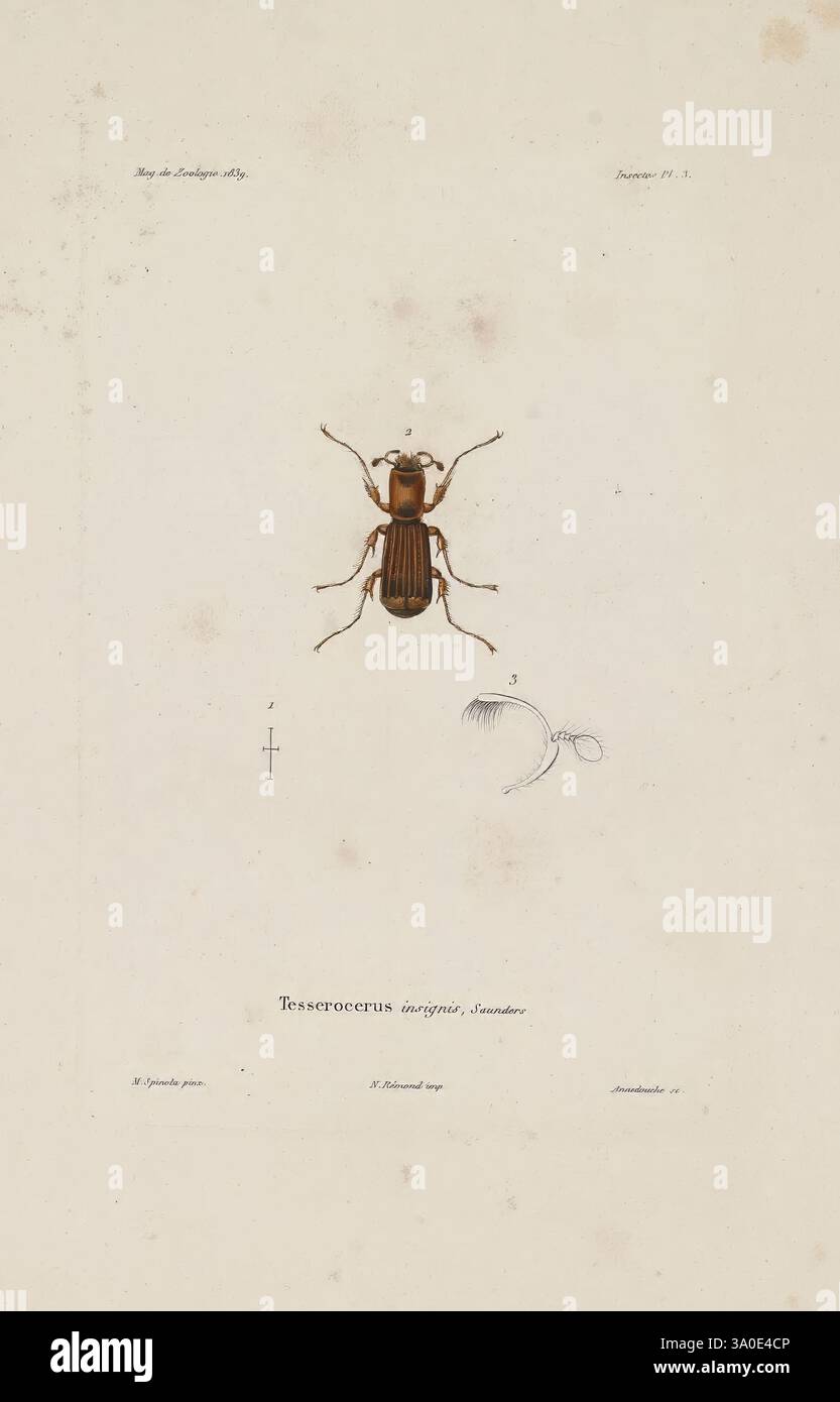 Illustrations of insects created for the Magasin de zoologie 1838-1842 ...
