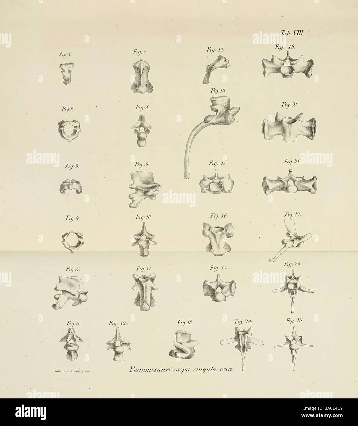 Unique characteristics of different types of vertebrae hi-res stock ...
