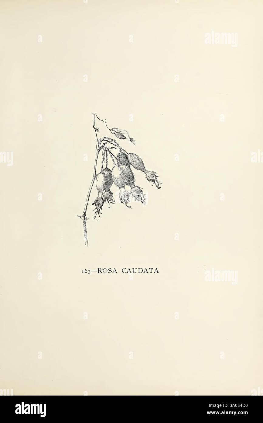 The genus Rosa, 1914, roses, The illustration features a botanical ...