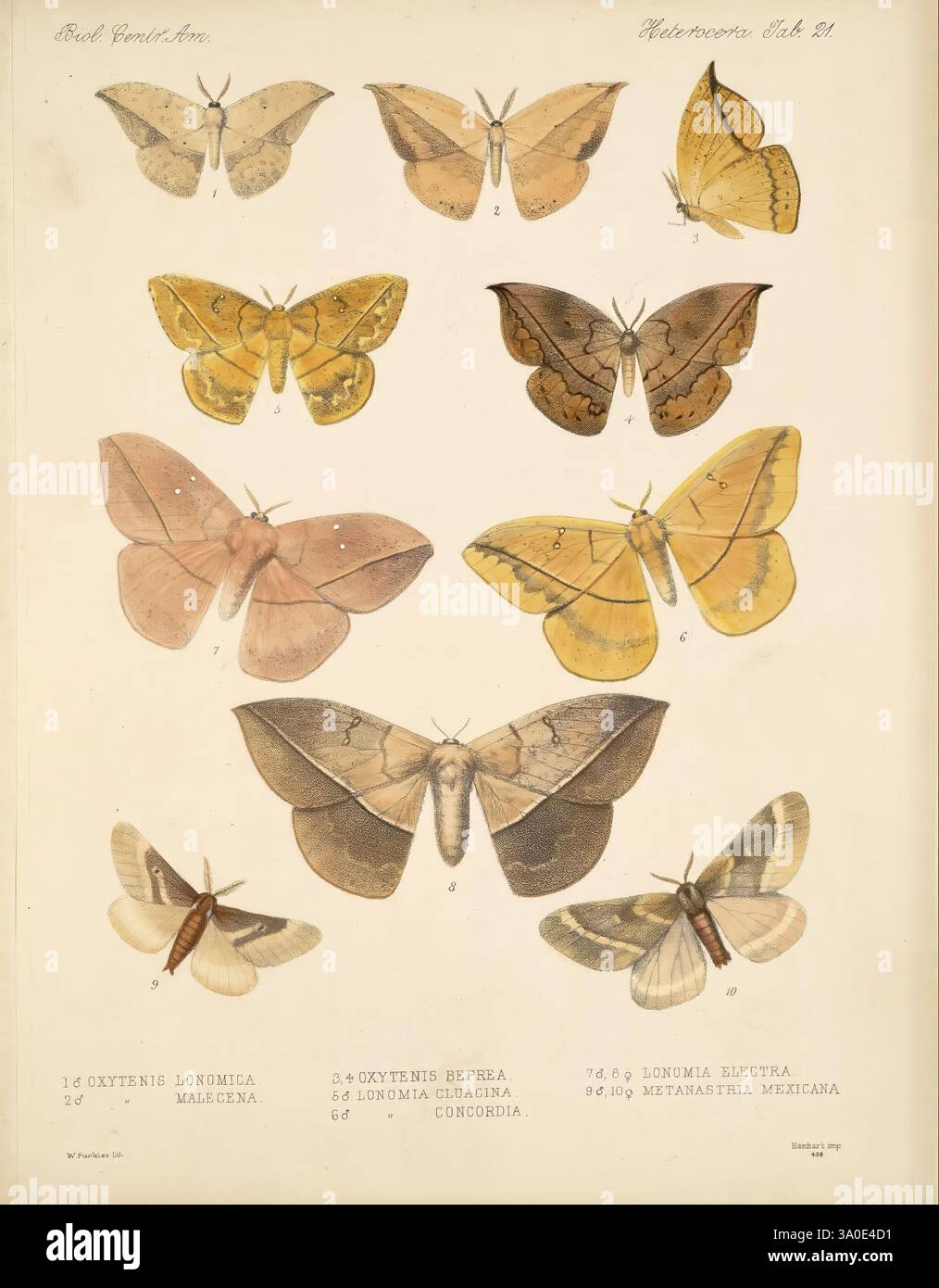 Biologia Centrali-Americana London, 1879-1915, archaeology, botany ...