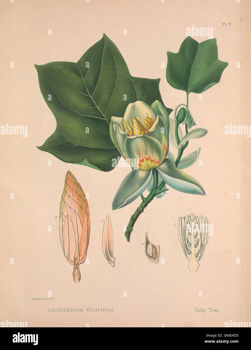 Plates prepared between the years 1849 and 1859, to accompany a report ...