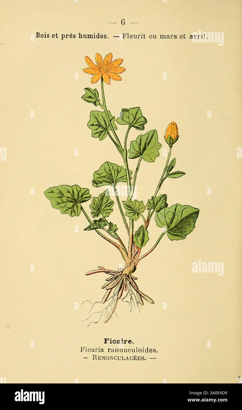 Species flourishes in wet woodlands hi-res stock photography and images ...