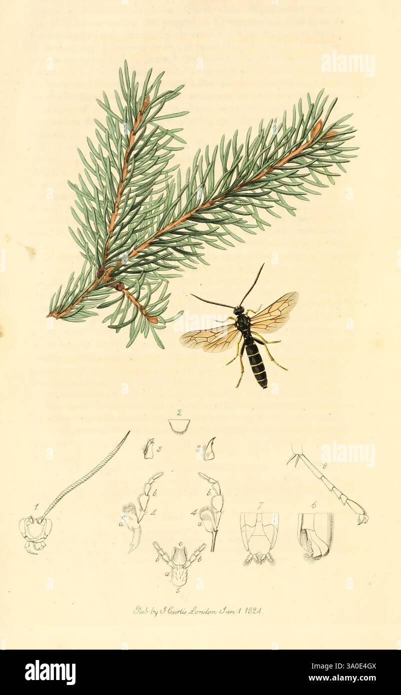 Botany arthropoda pictorial works arthropod hi-res stock photography ...