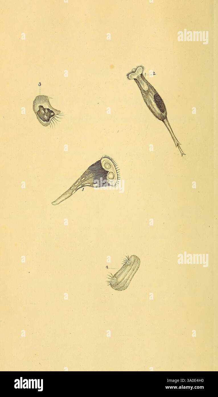 Crustacean feeding structures hi-res stock photography and images - Alamy