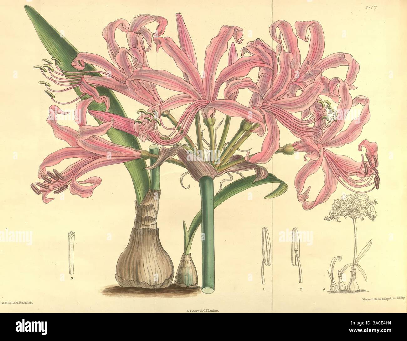 Curtis's Botanical Magazine, London, New York, Botany, Periodicals ...