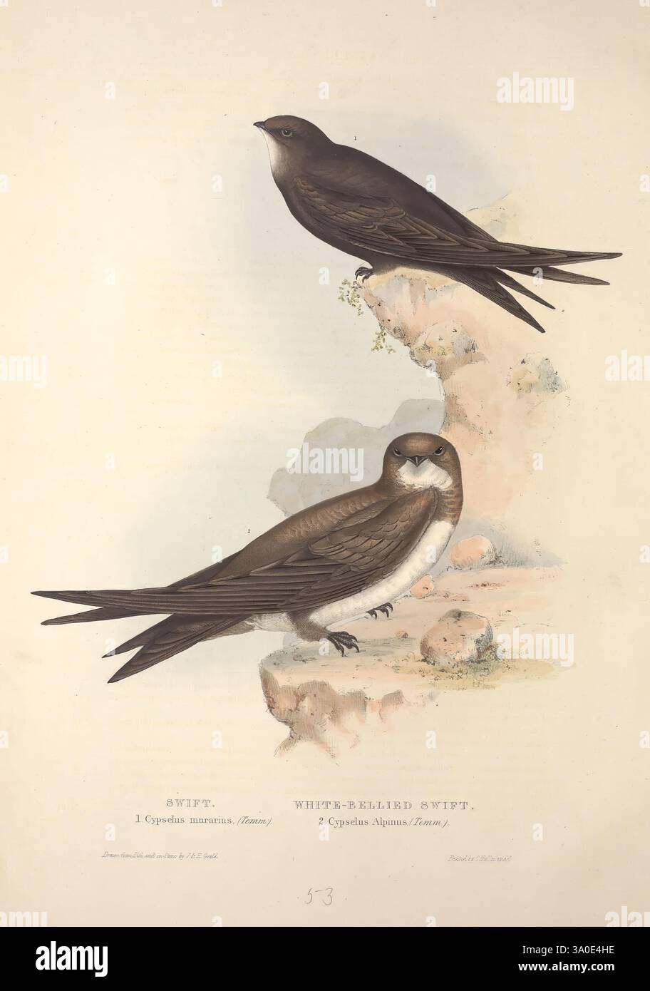Two species of swifts hi-res stock photography and images - Alamy