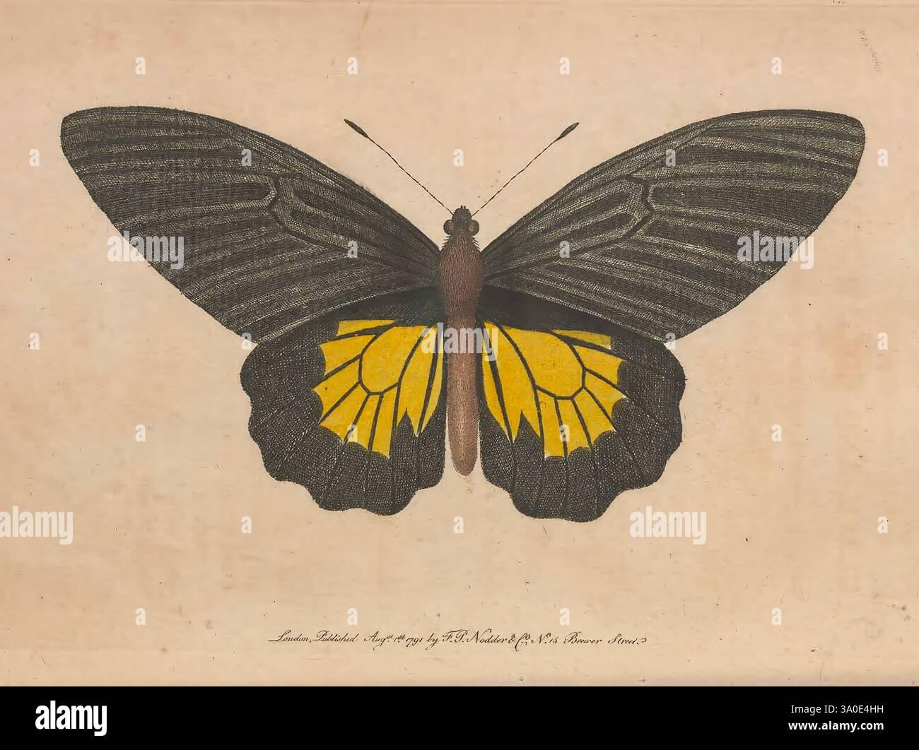 The naturalist's miscellany, or Coloured figures of natural objects ...