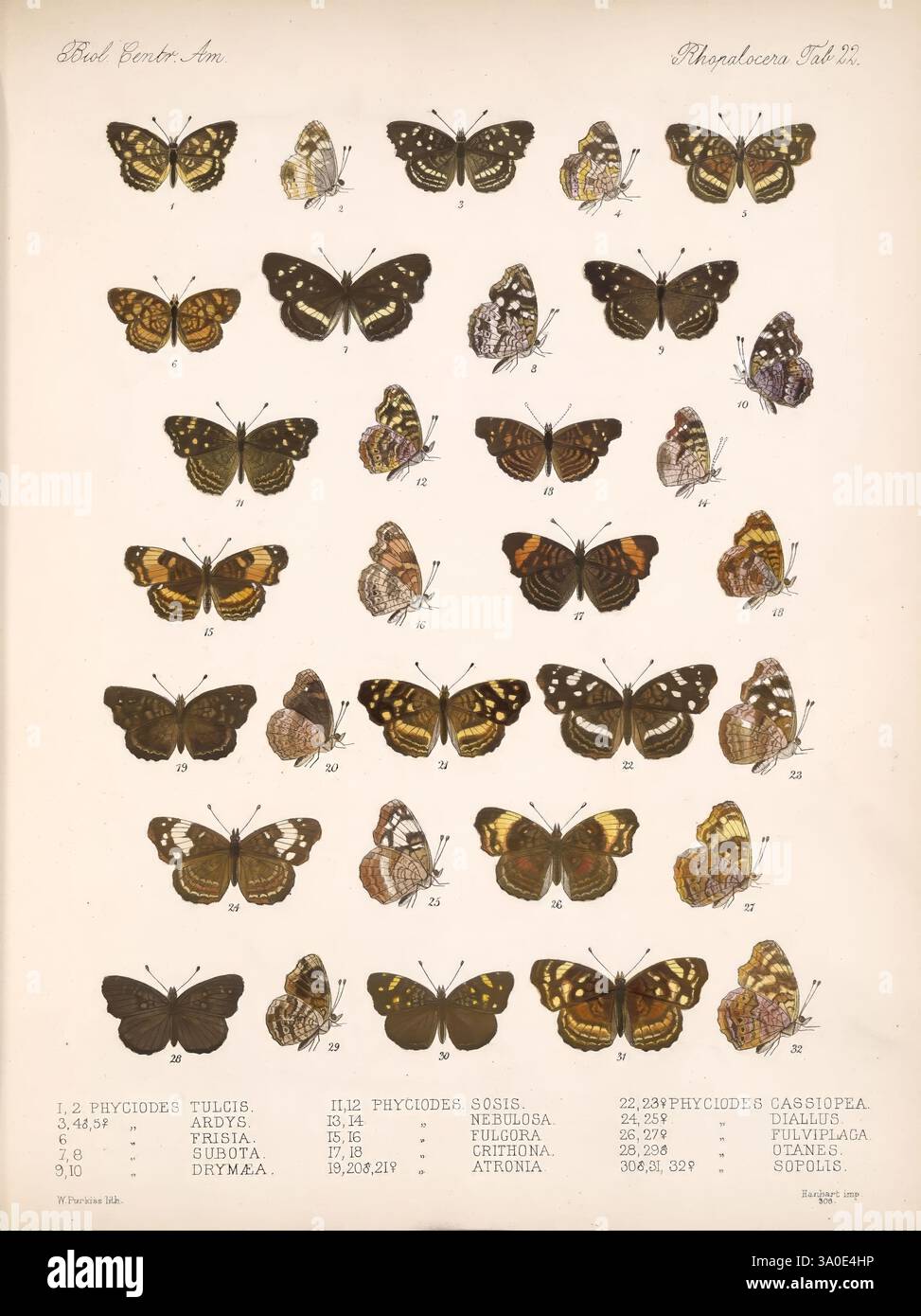 Detailed display of various butterfly species hi-res stock photography ...