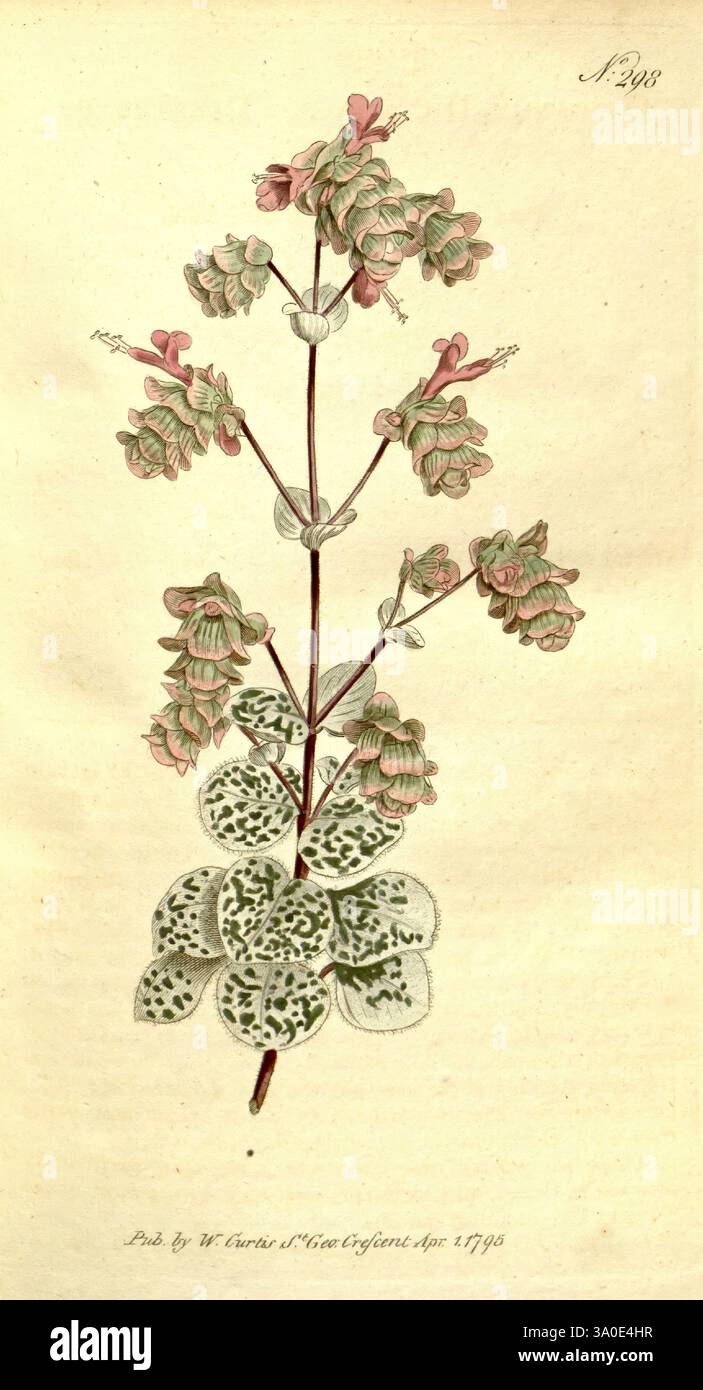 Light green mottling hi-res stock photography and images - Alamy