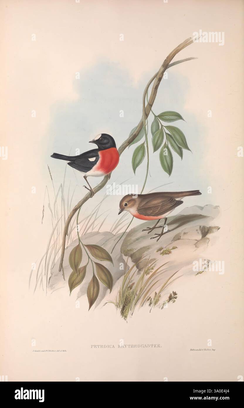 Red breasted robin petroica hi-res stock photography and images - Alamy