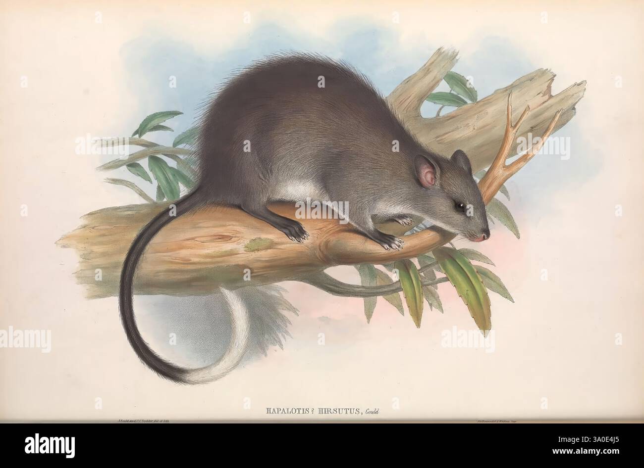 The mammals of Australia 1863 Australia mammals pictorial works zoology ...