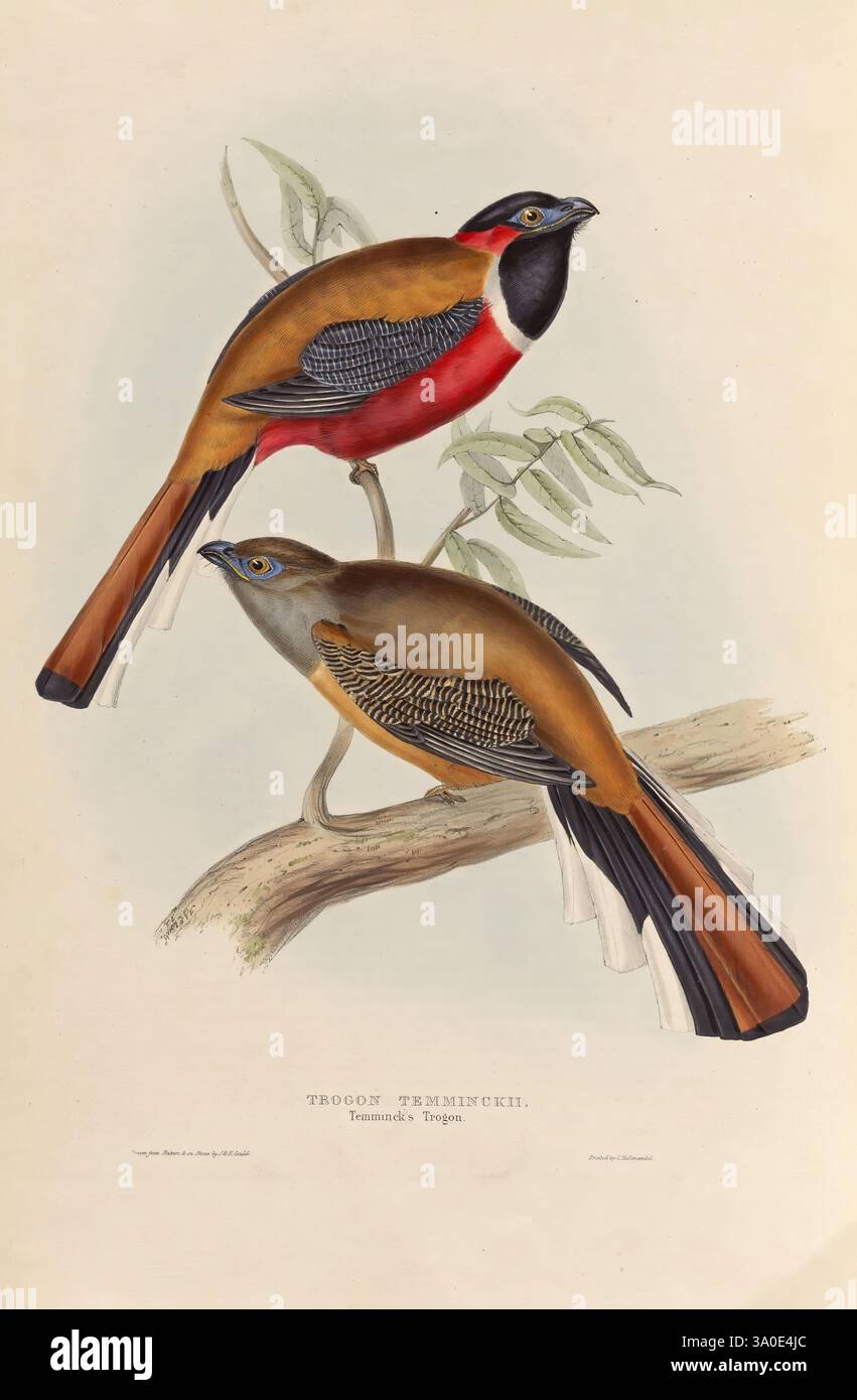 A monograph of the Trogonidae, or family of trogons, London, The Author ...